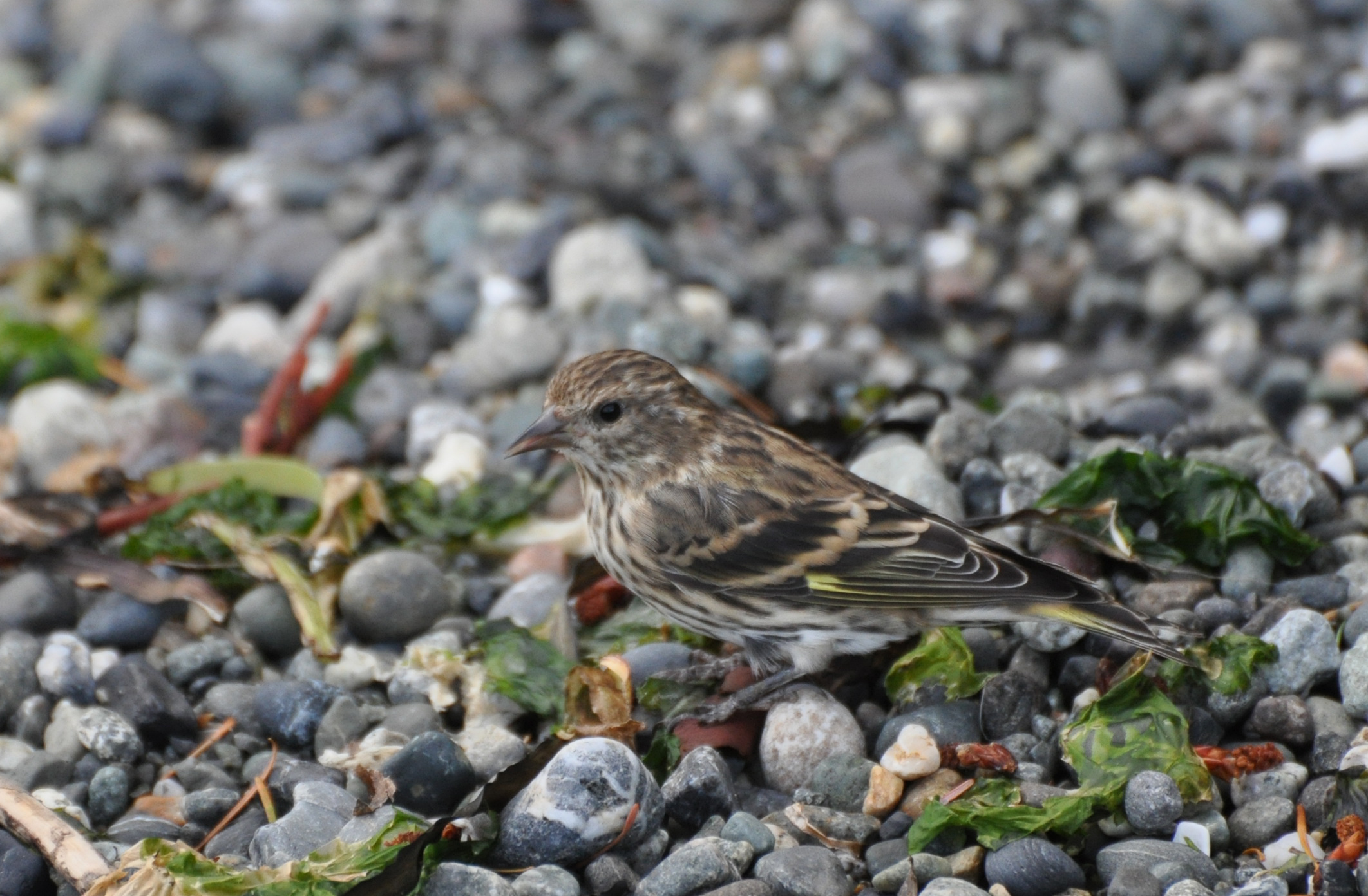 What kind of year for winter finches? What's a winter finch? - ACRES ...