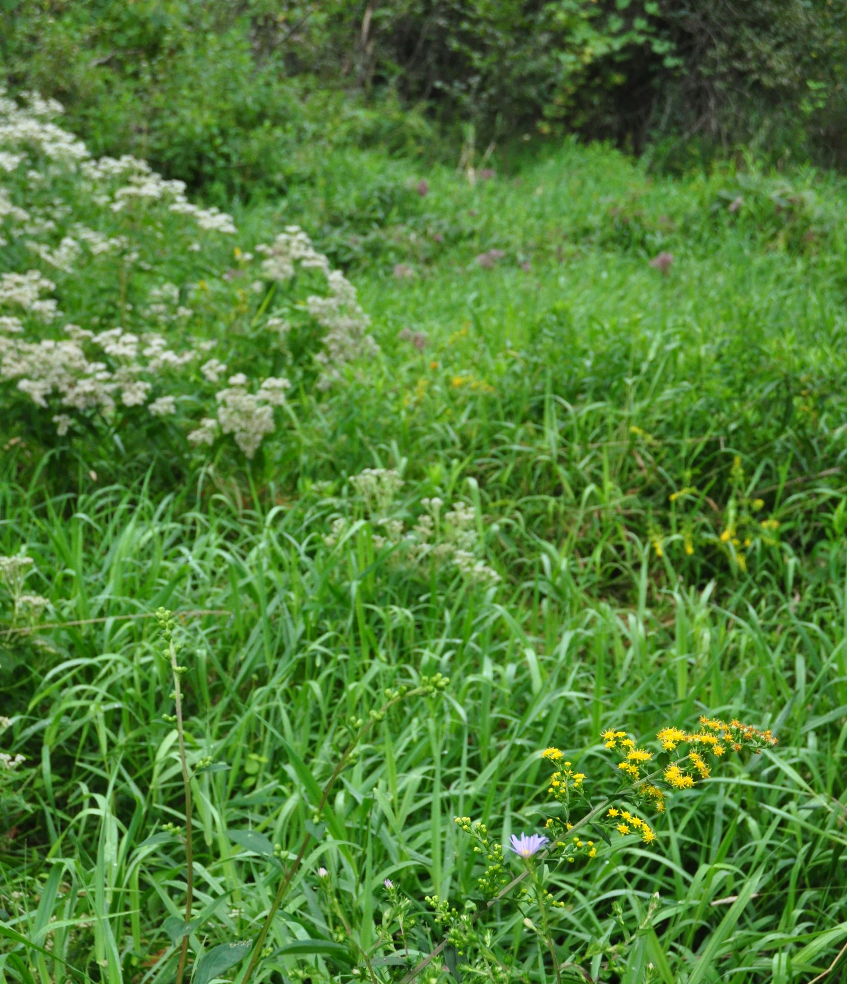 What is a Fen? The Nature of ACRES’ "Springy Places" - ACRES Land Trust