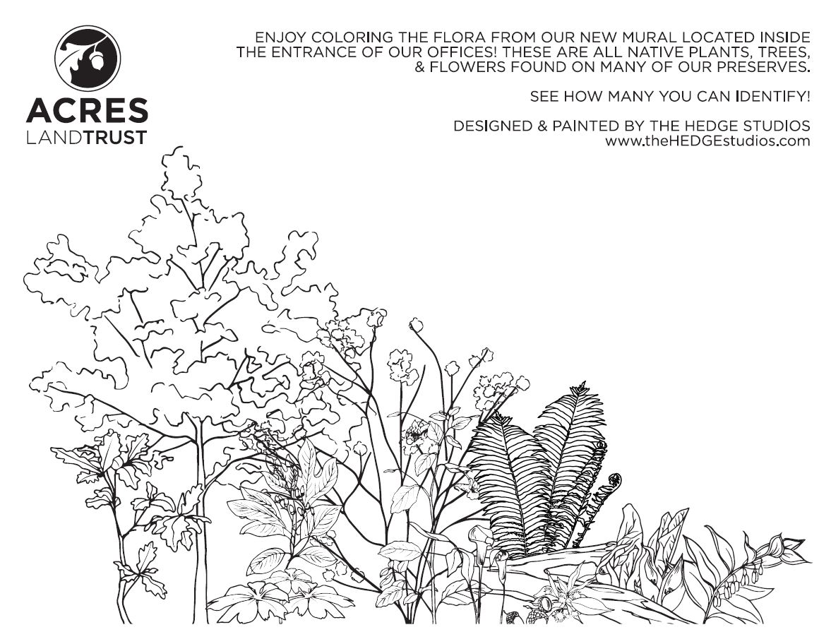 Native Plant Coloring Pages - ACRES Land Trust