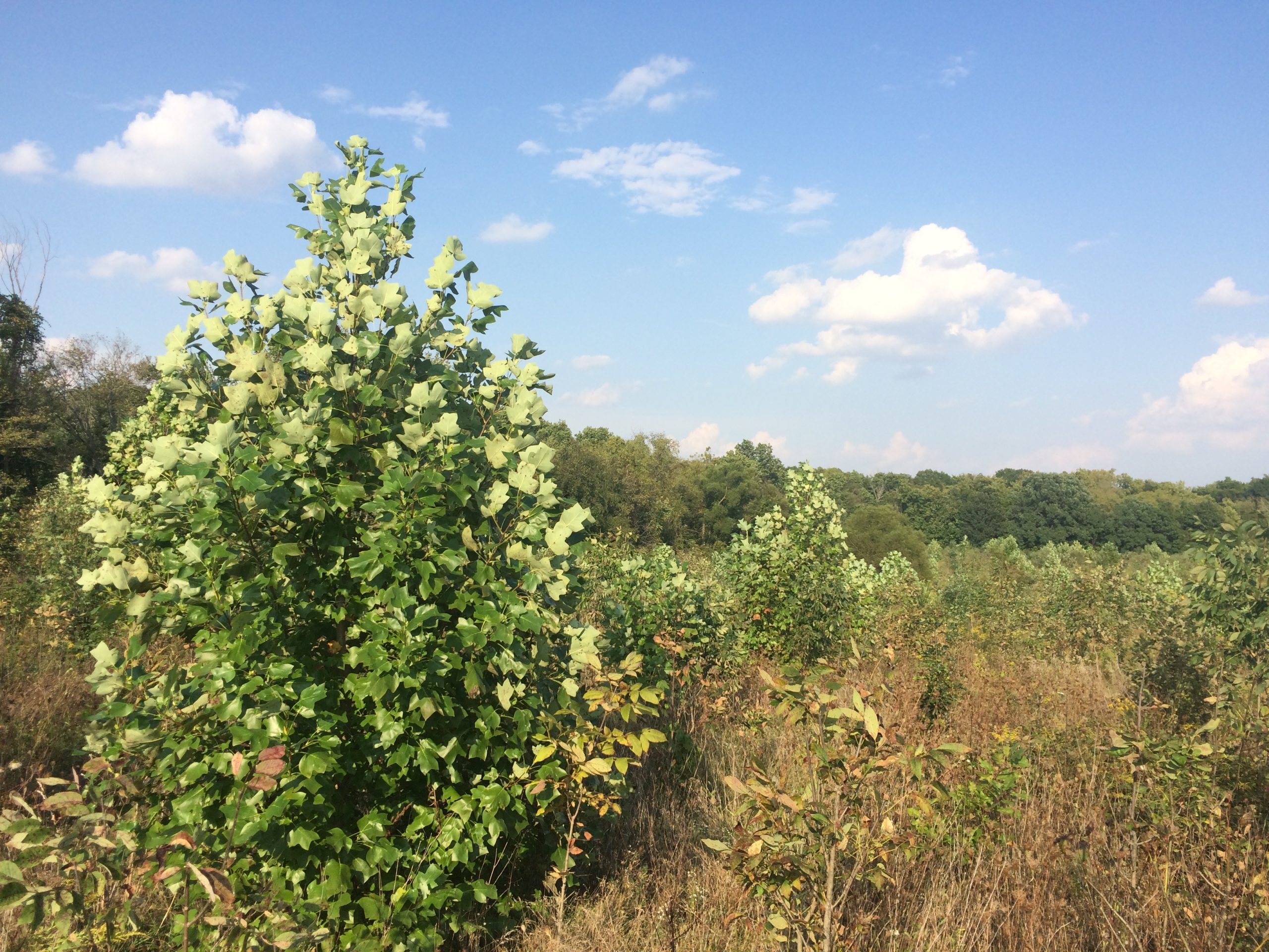 Planting and Nurturing Future Forests - ACRES Land Trust