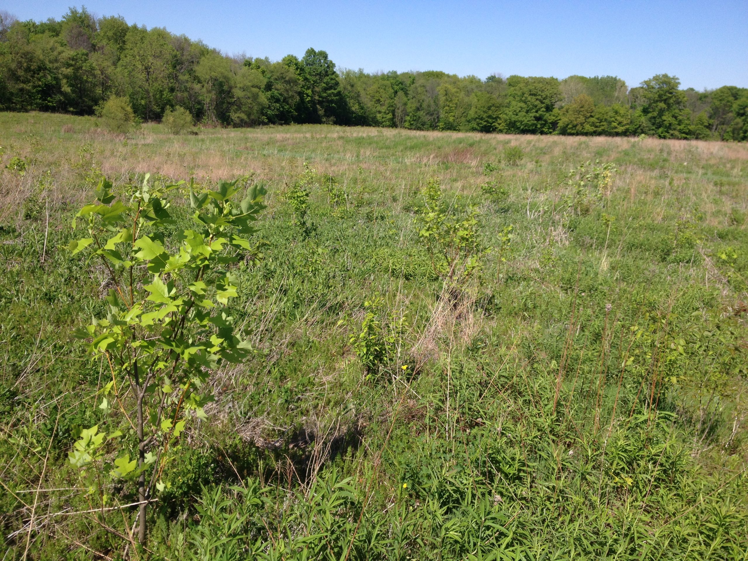 Planting and Nurturing Future Forests - ACRES Land Trust