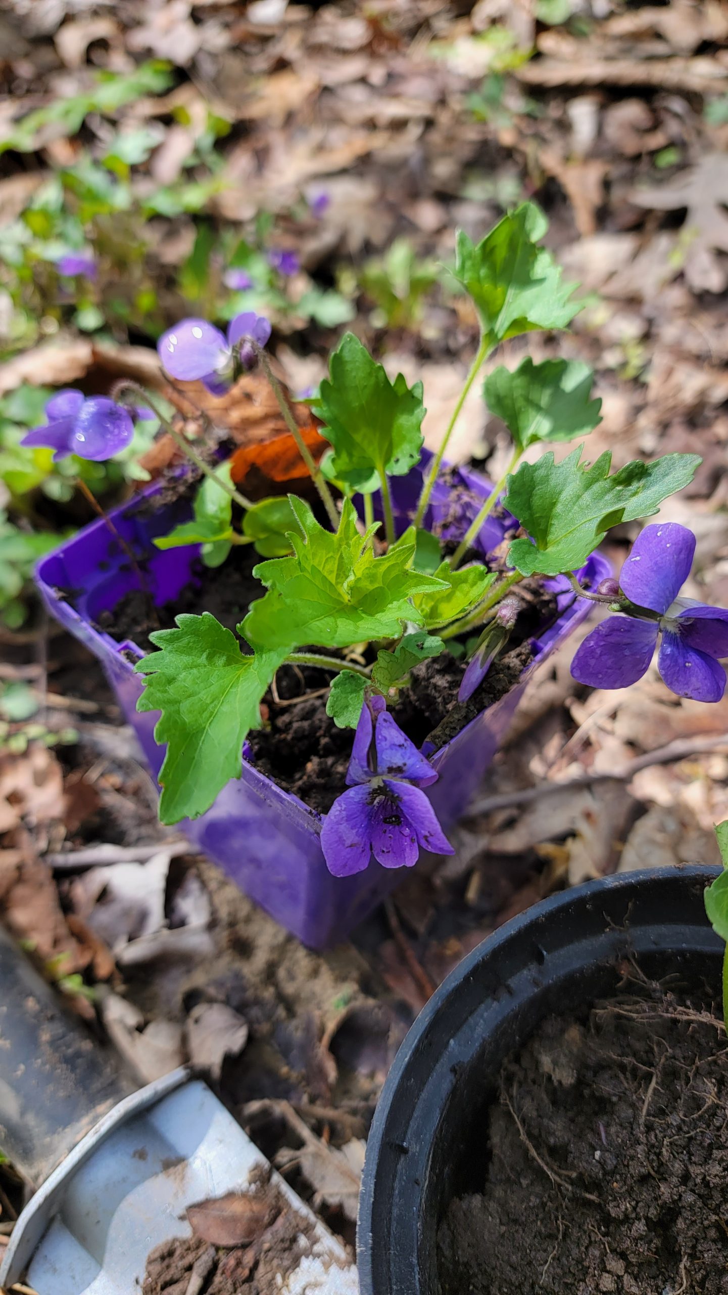 Springing into Action: A Plant Rescue - ACRES Land Trust