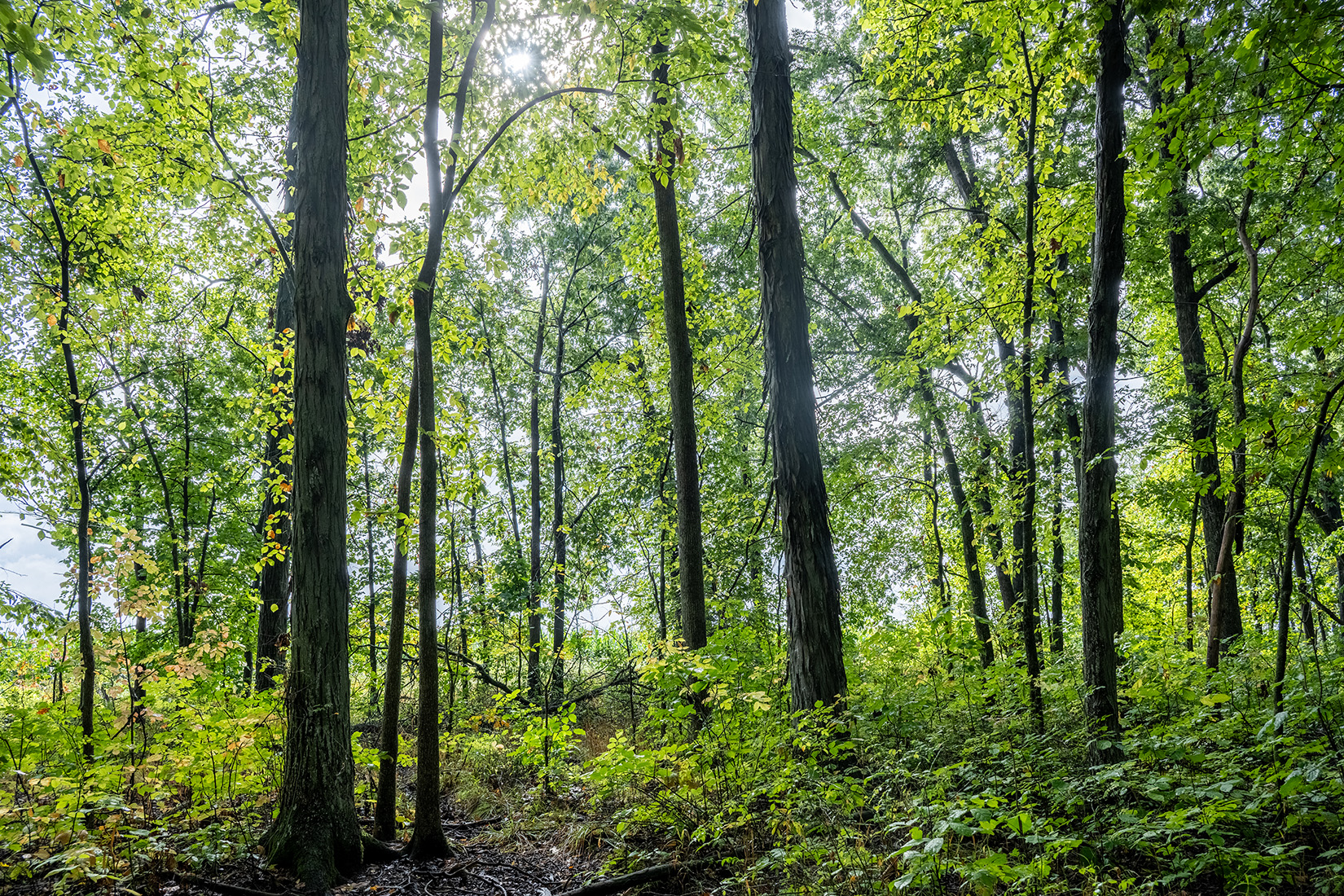 ACRES Protects the Stevens Family Farm and Forest Reserve - ACRES Land ...