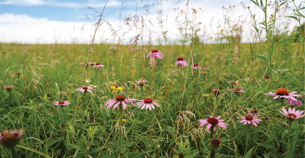 Prairie Ecosystems: The Hidden Underground Networks